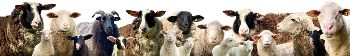 Fleisch vom Schaf 🐑 Sebandshof